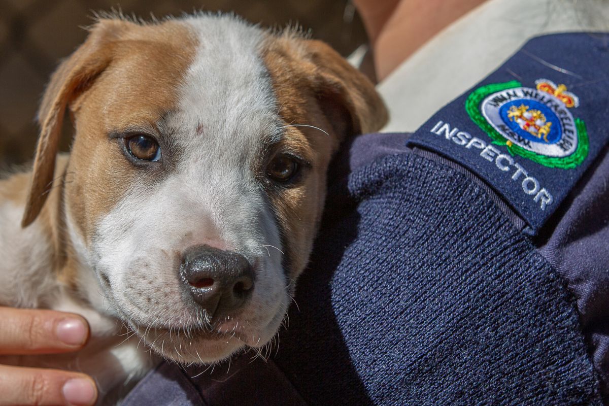 AWL NSW Animal Inspectorate – The First Line of Hope | Animal Welfare ...