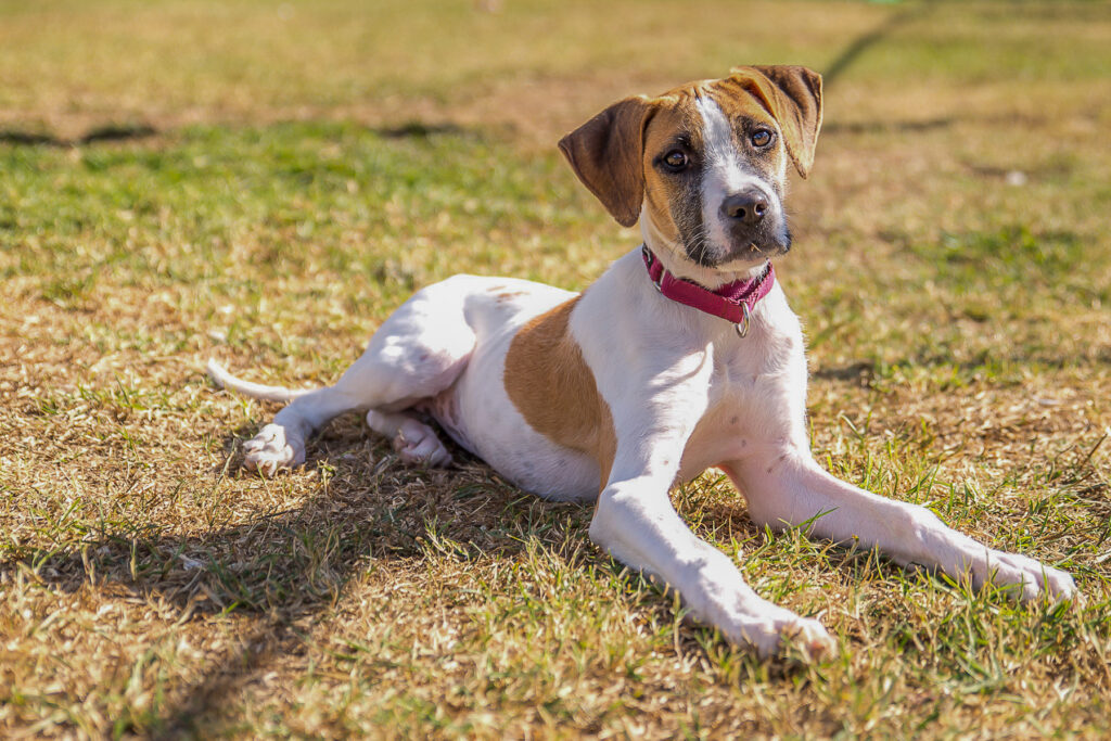 Surrender Your Pet - Animal Welfare League NSW