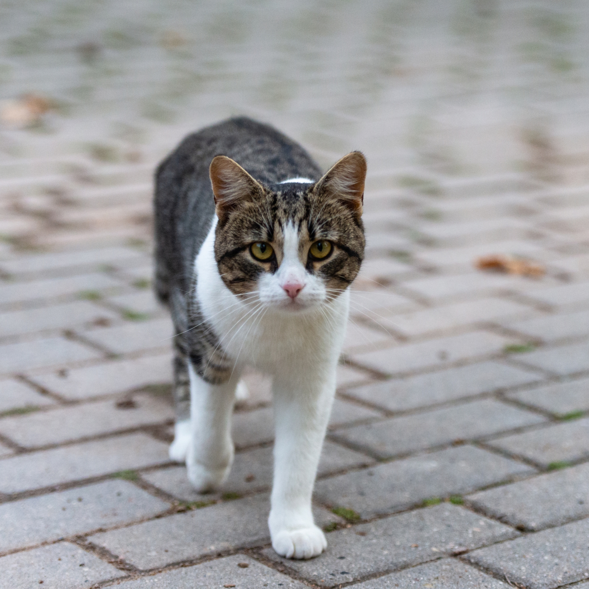 Found a stray pet. What to do - Animal Welfare League NSW